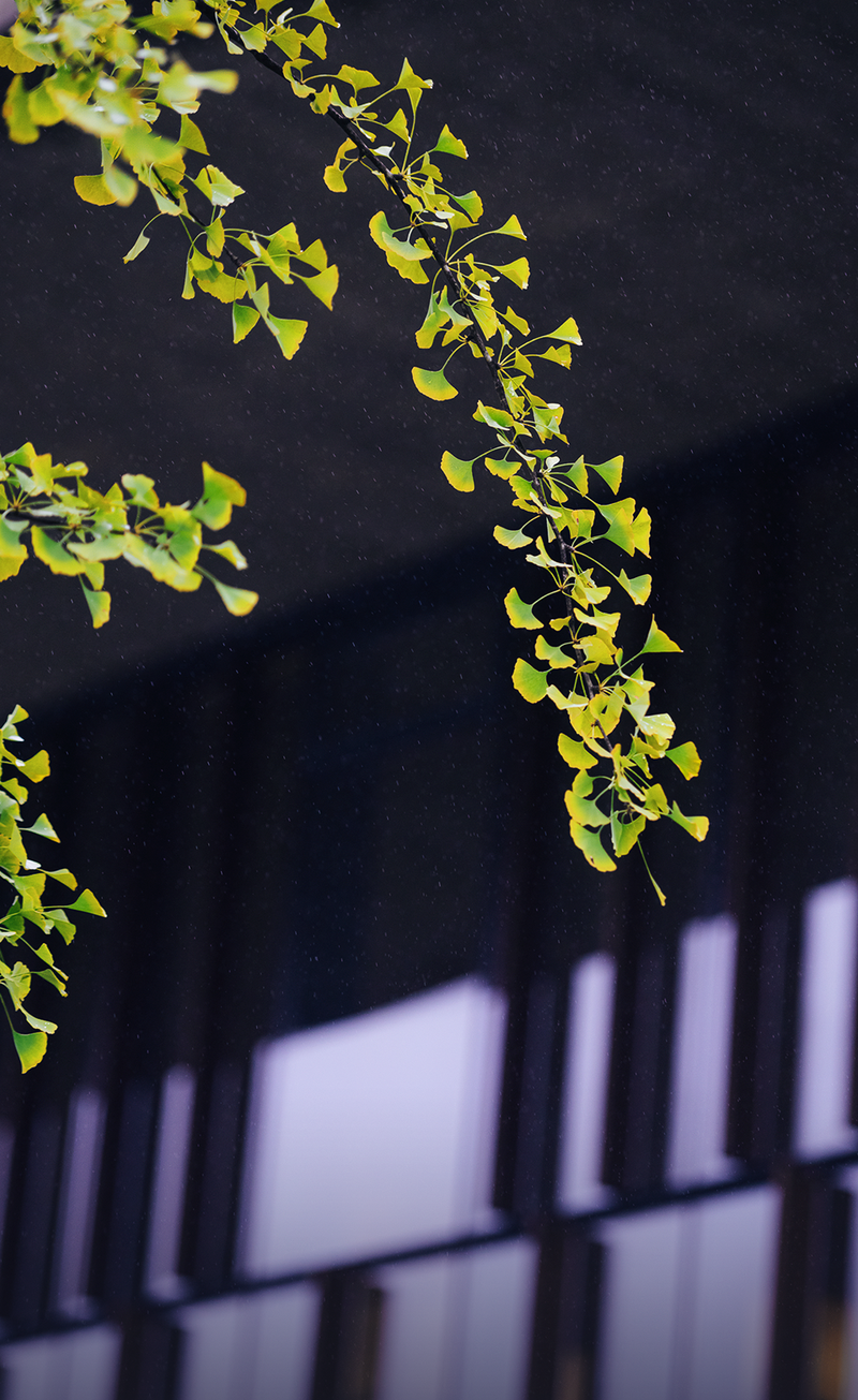 黄金谷秋意浓，银杏黄老酒香 - 中国白酒金三角